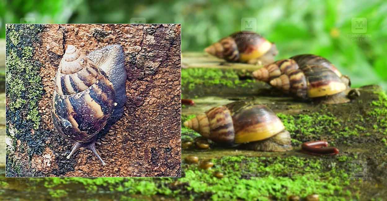 ആഫ്രിക്കൻ ഒച്ച് ഇടുന്നത് 1200 മുട്ടകൾ; 15 ദിവസത്തിനകം വിരിയും, ആഹാരം ...