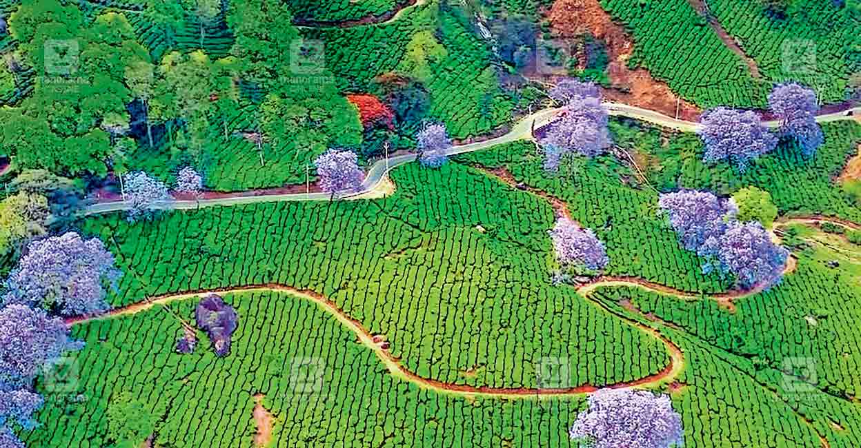 ഇനിയില്ലീ നീലവർണം...; മൂന്നാറിനെ നീലപ്പൂക്കളാൽ അലങ്കരിച്ചിരുന്ന ...