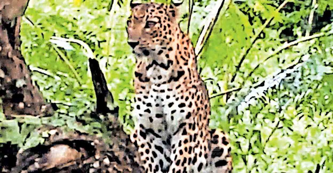 നാച്ചിവയലിൽ ചന്ദന റിസർവിൽ പുലി; വാച്ചർമാർ ഭീതിയിൽ | Munnar Wildlife ...