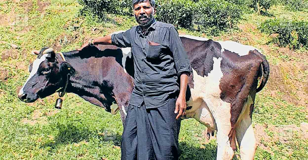 പശുവിനെ പിടിക്കാൻ പുലി വീണ്ടും; വേറെ വഴിയില്ല, വടിയുമായി ...