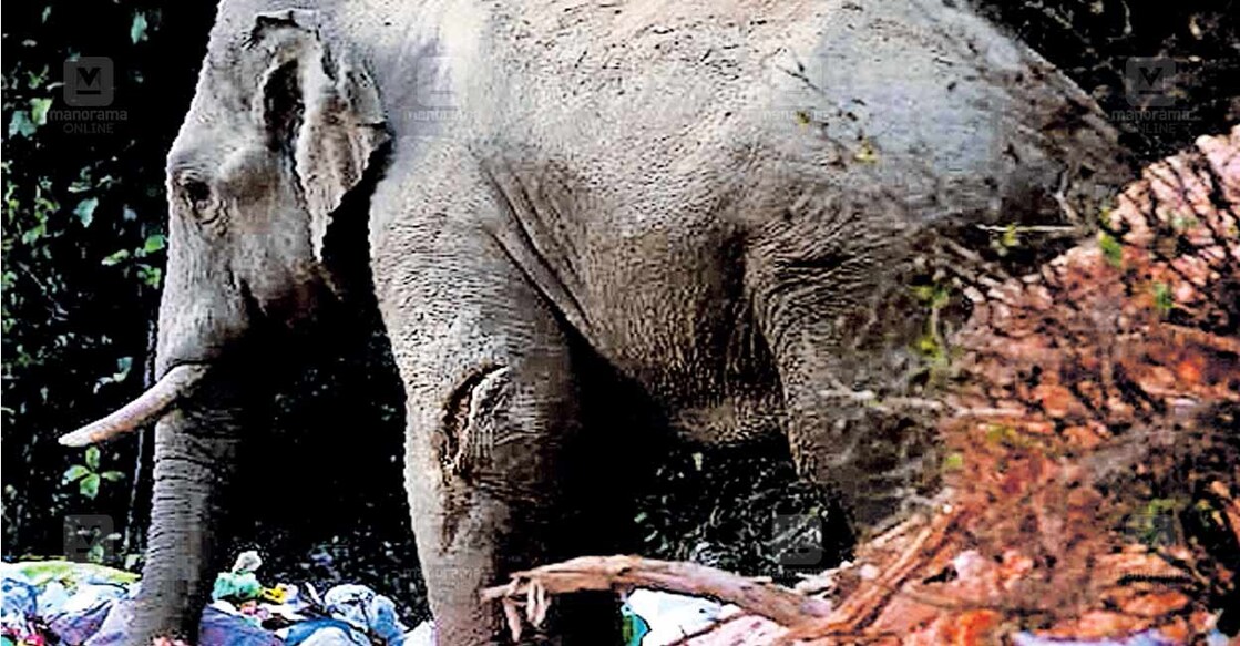 elephant attack manorama