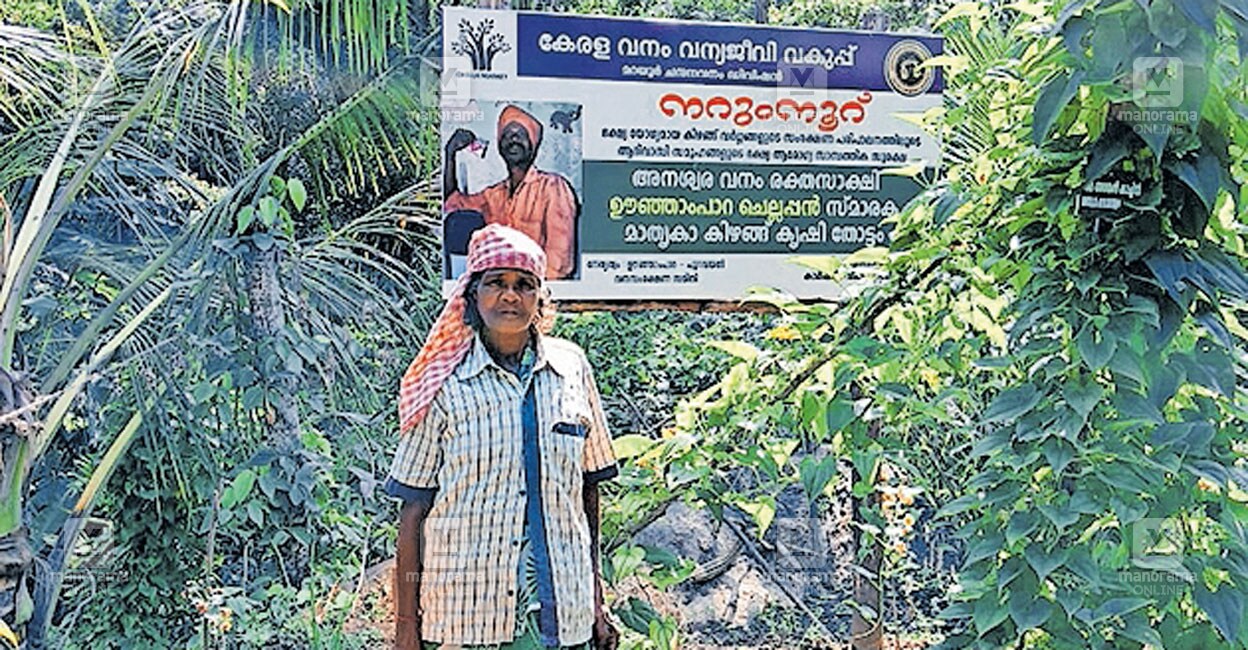 പരമ്പരാഗത കൃഷികൾ തിരികെ: ലക്ഷ്മിക്ക് ഇത് അഭിമാന പുരസ്കാരം | Marayoor ...