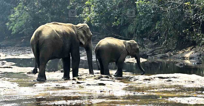 കാട്ടിലേക്കു മടങ്ങാനാകാതെ നിന്ന കാട്ടാനയെ കുട്ടിയാനയെത്തി കൂട്ടികൊണ്ടു ...