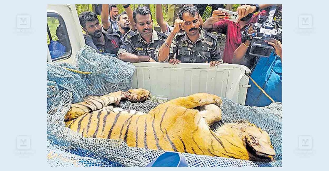 കടുവ ചത്തത് തലയിൽ വെടിയേറ്റതിനാൽ: പോസ്റ്റ്മോർട്ടത്തിൽ സ്ഥിരീകരണം ...