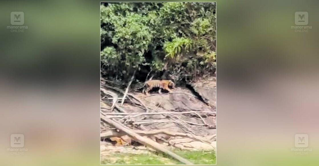 മൂന്നാർ മാട്ടുപ്പെട്ടി ഡാമിന് സമീപം കടുവ | Munnar tiger sighting ...