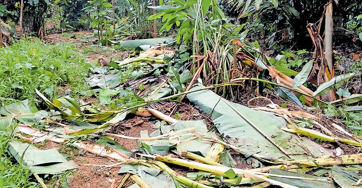 മുള്ളരിങ്ങാട് മേഖലയിൽ കാട്ടാനകളുടെ വിളയാട്ടം | Mullaringadu | elephant ...