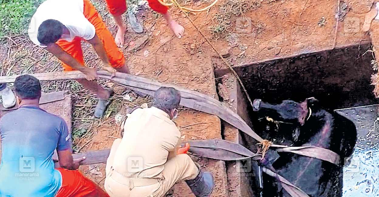 സെപ്റ്റിക് ടാങ്കിൽ പശു വീണു; രക്ഷാദൗത്യം 3 മണിക്കൂർ | Munnar ...