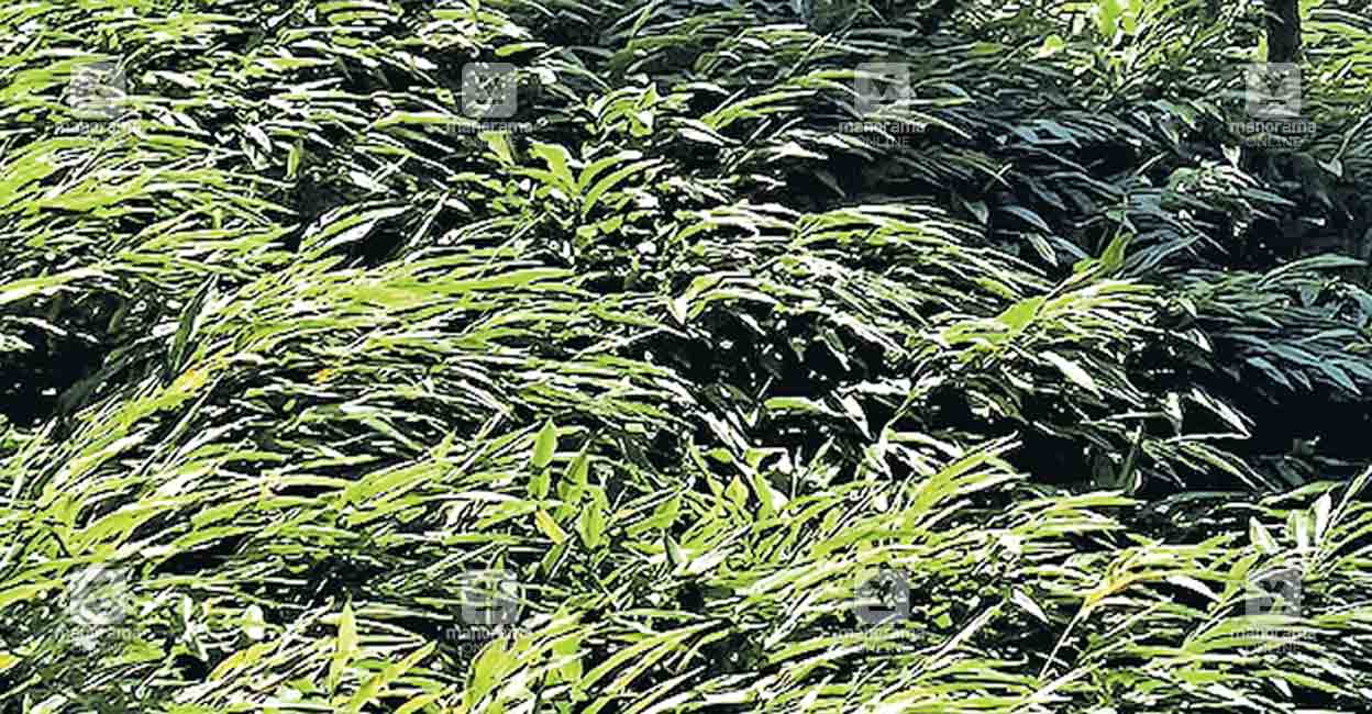 വേനൽമഴ തുണച്ചു ; പച്ചപ്പ് അണിഞ്ഞ് ഏലത്തോട്ടങ്ങൾ | cardamom | cardamom ...