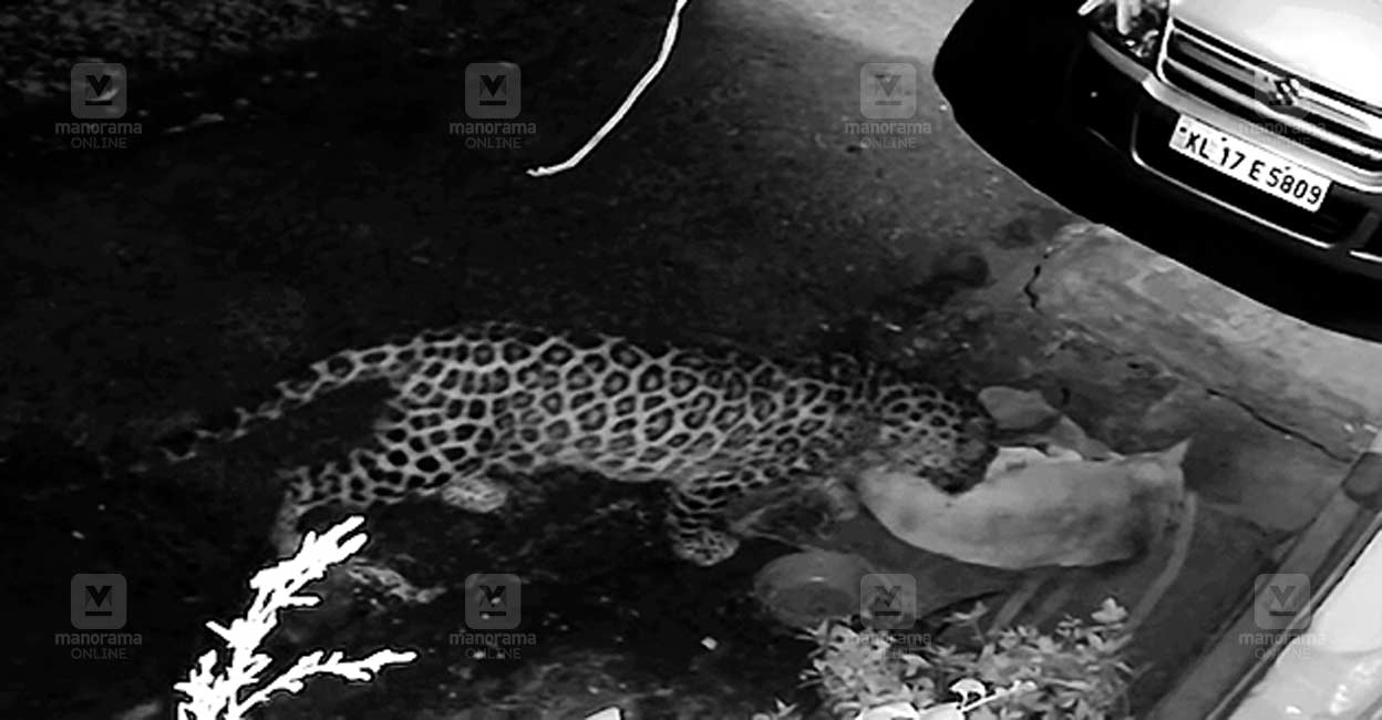 ദേവികുളത്ത് വളർത്തുനായയെ പുലി പിടിച്ചു; പിടിച്ചത് വീട്ടുമുറ്റത്ത് ...