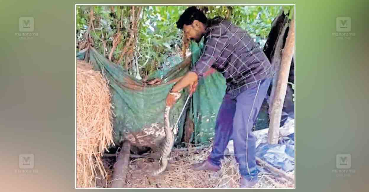 15 കിലോ തൂക്കം, 8 അടി നീളം; പുരയിടത്തിൽനിന്ന് കൂറ്റൻ പെരുമ്പാമ്പിനെ ...