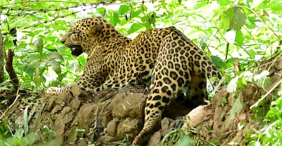 പഴയ മൂന്നാർ കെഡിഎച്ച് ക്ലബ്ബിനു സമീപമുള്ള ജനവാസ മേഖലയിൽ രാത്രി ...