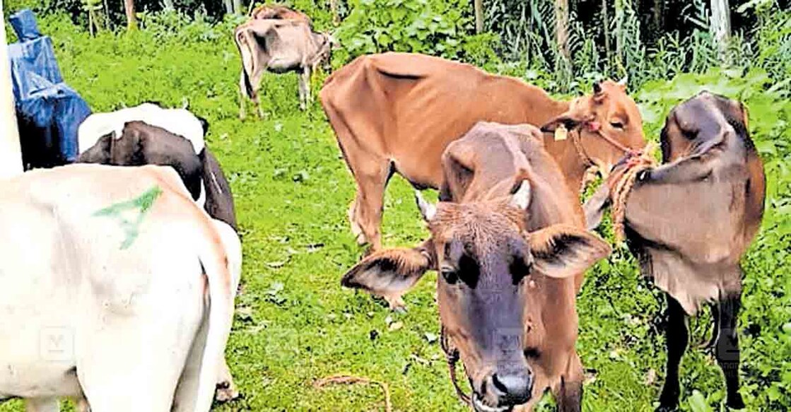 ‘60,000 രൂപാ വിലയുള്ള’ കന്നുകാലികളെ വട്ടവട പഞ്ചായത്തിലും എത്തിച്ചു ...