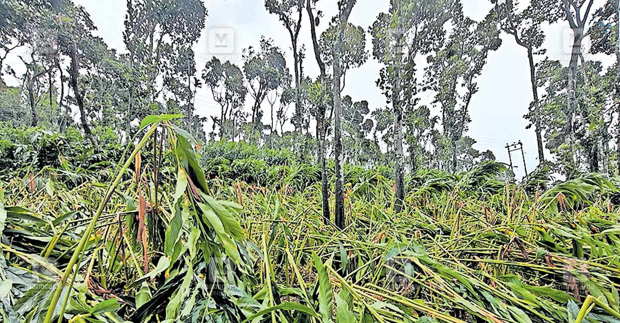 വരൾച്ചയിൽ ഉണങ്ങി, മഴയിൽ തകർന്ന് ഏലം കൃഷി | cardamom | cardamom farming ...