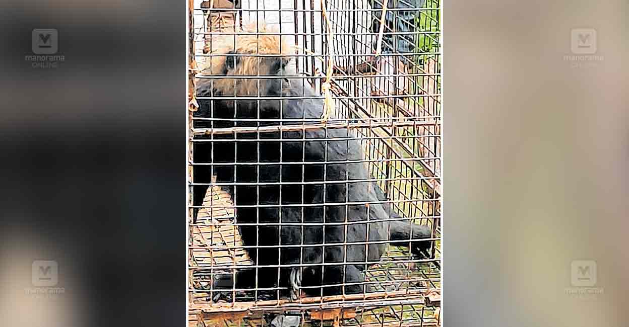 ബോണ്ട കണ്ടു മയങ്ങി; കരിങ്കുരങ്ങ് കുടുങ്ങി! | Kattappana news | black ...