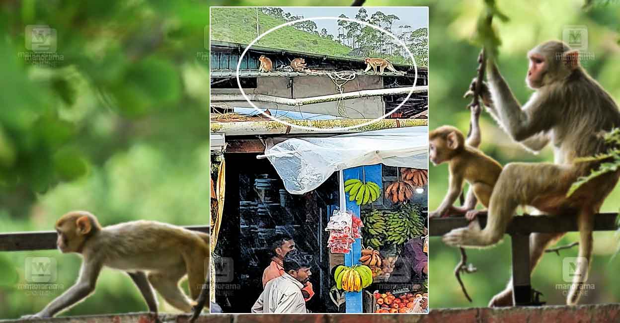 കുരങ്ങുകളെക്കൊണ്ട് മടുത്ത് മൂന്നാർ; വ്യാപാരികൾക്ക് ദുരിതം | Munnar ...