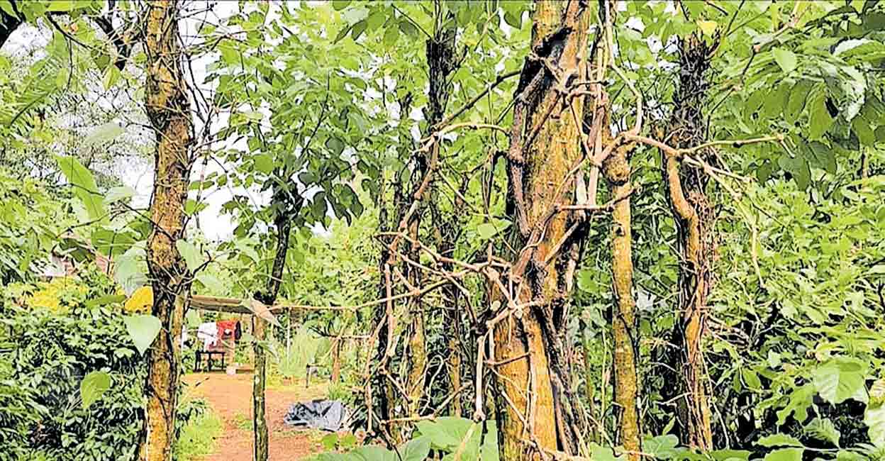 കുരുമുളകു ചെടികൾക്ക് കീടബാധ | Black Pepper Farming | Pepper Plant ...