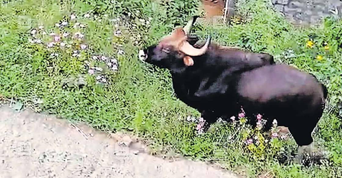 മറയൂർ: കാട്ടുപോത്തുകളെ പേടിച്ച് ജനം; പകൽസമയത്തും വീടുകളുടെ ...