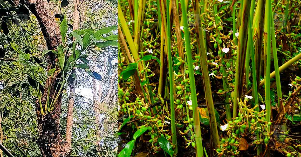 ഒരു ചേഞ്ച് ആരാണ് ആഗ്രഹിക്കാത്തത് ! മരത്തിനു മുകളിൽ വളർന്ന് ഏലച്ചെടി ...