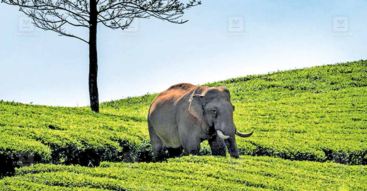 വിനോദ സഞ്ചാര കേന്ദ്രമായ മൂന്നാർ മാട്ടുപ്പെട്ടിക്കു സമീപം ഒറ്റയാൻ ഇറങ്ങി ...