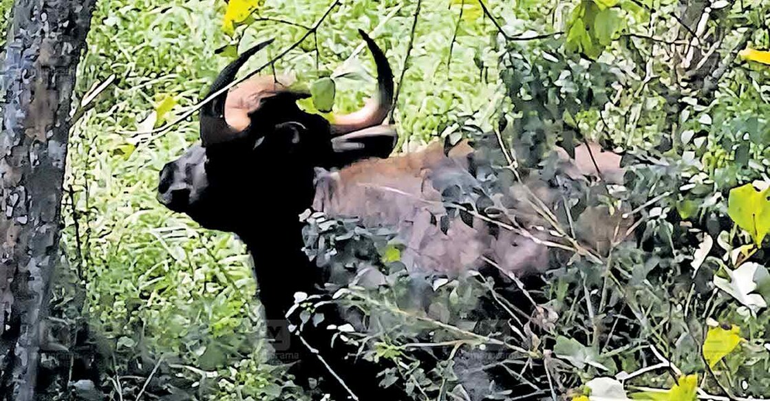 പുതുവർഷത്തിലും മാറ്റമില്ല; കാട്ടാന, കാട്ടുപോത്ത് ഹാജർ! | wild elephant ...