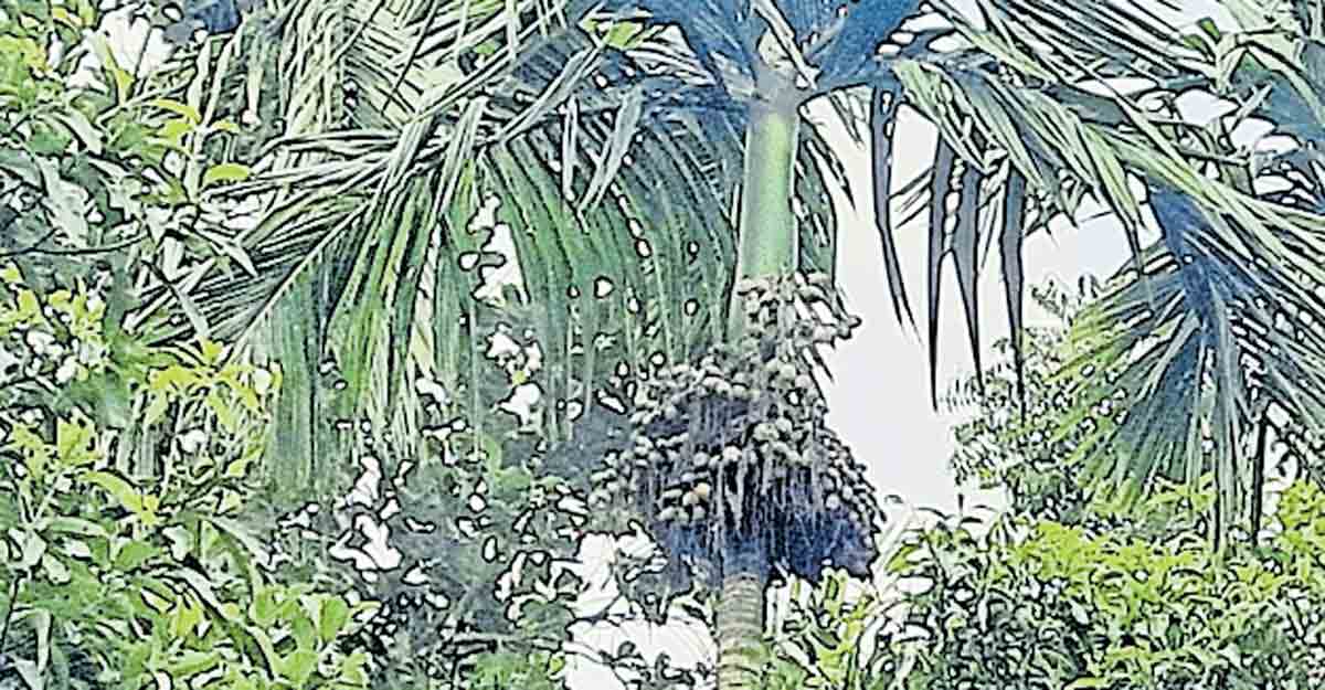 കമുകു കർഷകർക്ക് തിരിച്ചടിയായി; മലയോരത്ത് മഹാളി പടരുന്നു