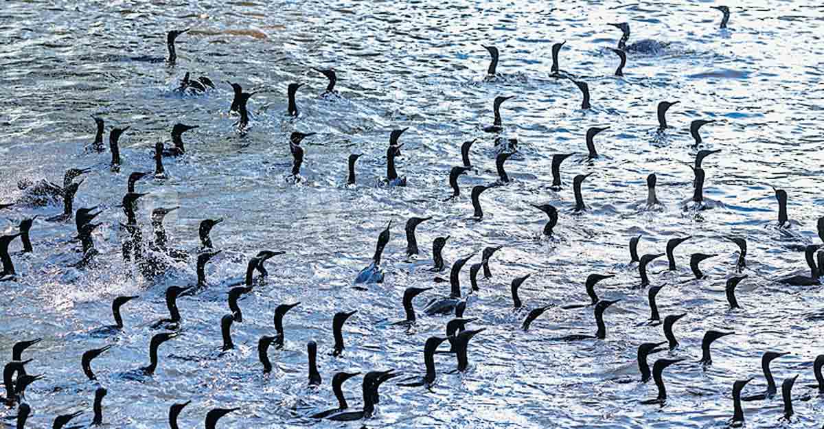 കാഴ്ചയ്ക്കു കൊള്ളാം, പക്ഷേ ദിവസവും തിന്നുതീർക്കുന്നത് 6 കിലോ ...