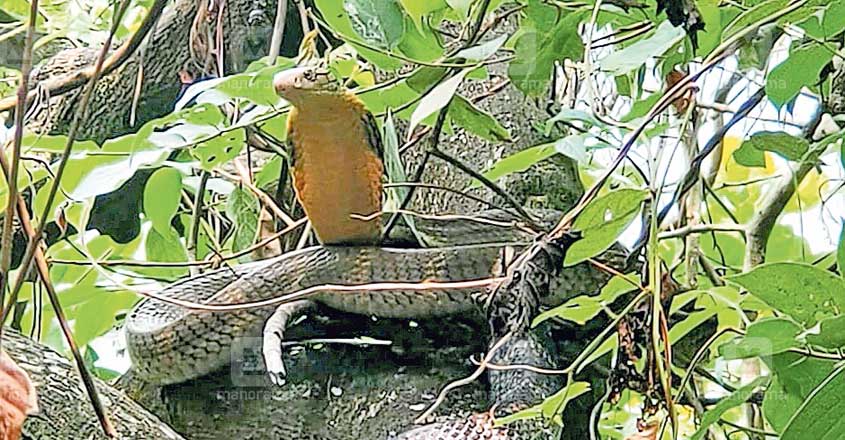 ഇലകൾ കൊണ്ട് കൂടുണ്ടാക്കി മുട്ടയിട്ട് അടയിരിക്കുന്ന രാജവെമ്പാല; കാവലായി ...