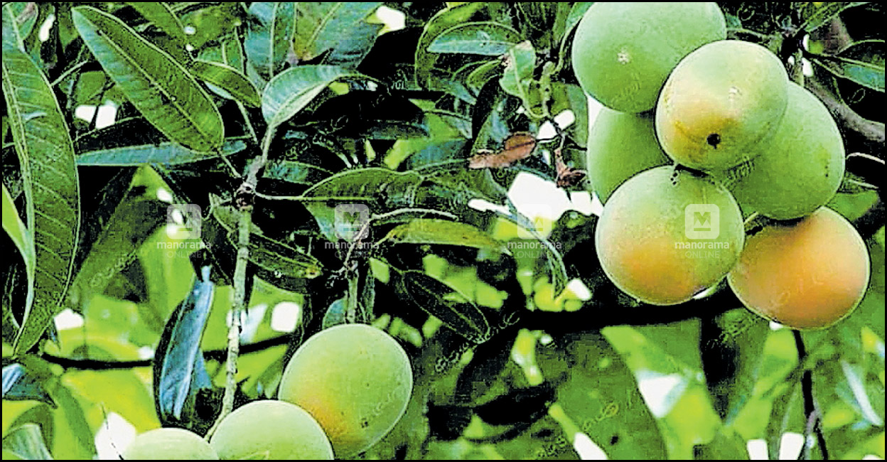 കുറ്റ്യാട്ടൂർ മാങ്ങയ്ക്ക് ഭൗമ സൂചിക പദവി; ഫൈബറിന്റെ അളവ് വളരെ കൂടുത ...