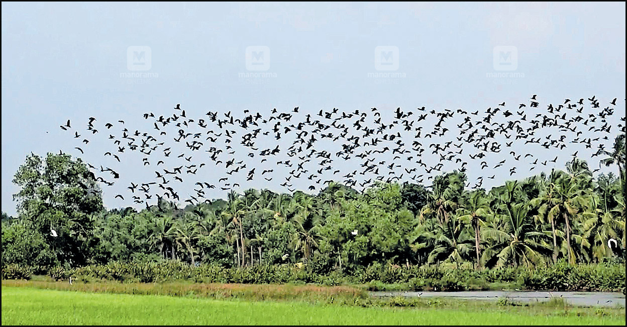 കുണിയൻ പുഴയോരത്തെ വിരുന്നുകാർ