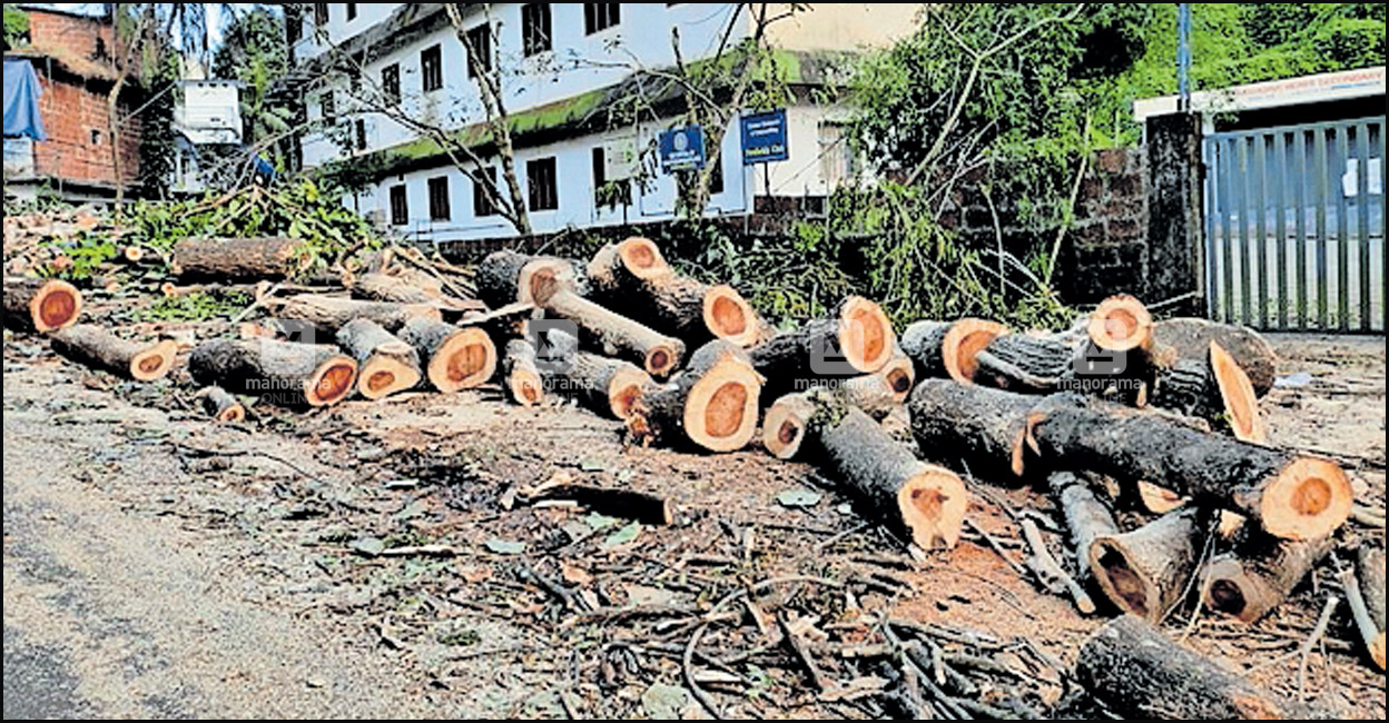 റോഡരികിൽ നട്ടു വളർത്തിയ മരങ്ങൾ വെട്ടിമാറ്റി സ്കൂൾ അധികൃതർ