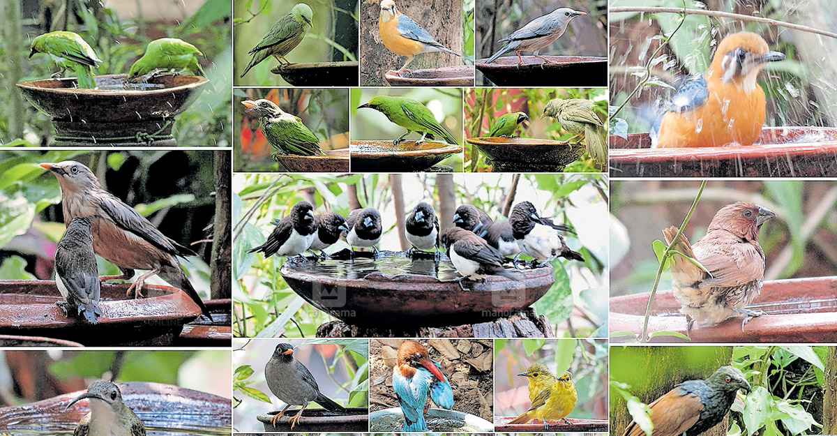 പറവകൾക്കും ദാഹജലം