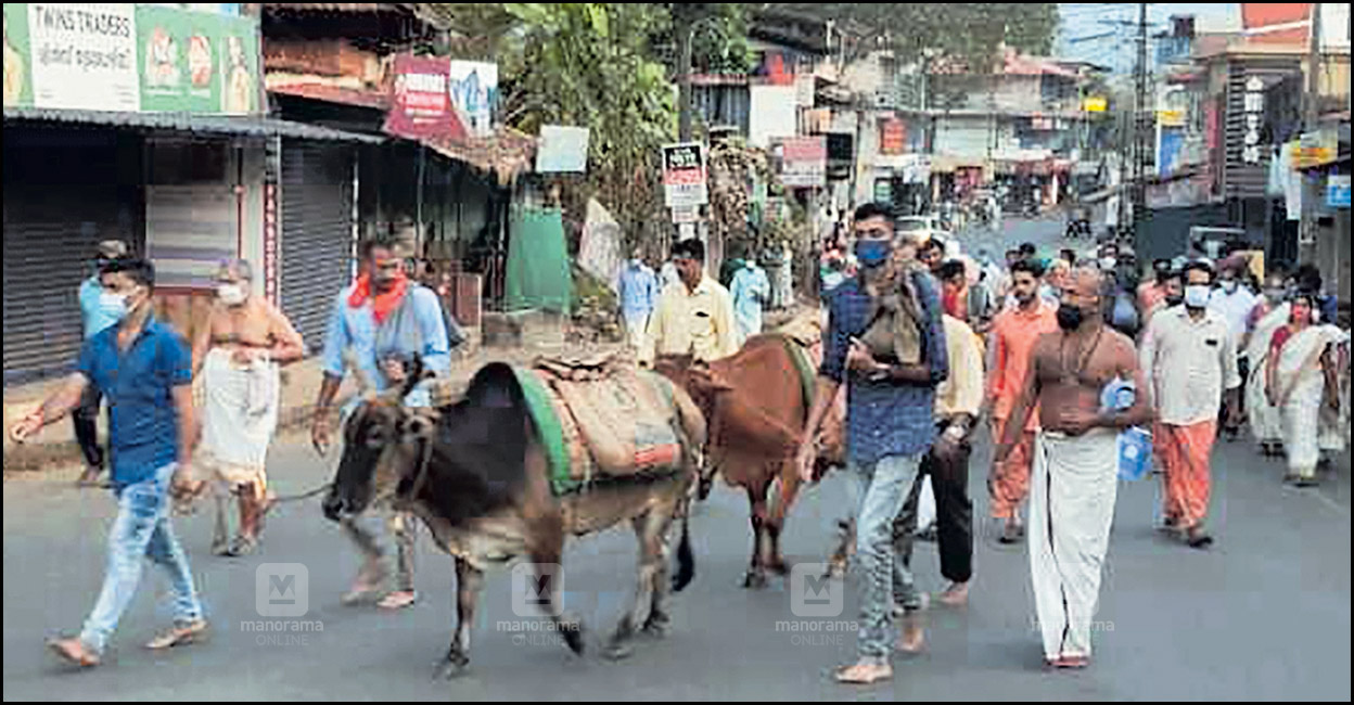കാളപ്പുറത്ത് അരിയുമായി കുടകർ എത്തി: പയ്യാവൂർ ഉത്സവത്തിനു തുടക്കം
