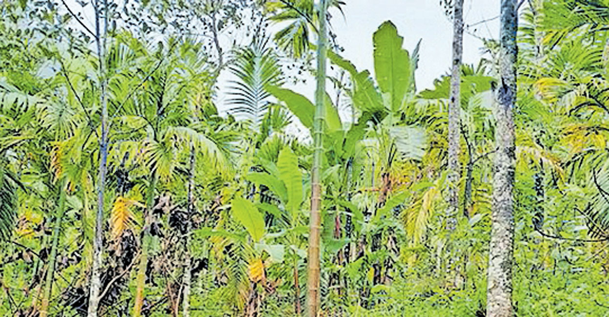 വിലയുണ്ട്, പക്ഷേ വിളവില്ല തീരെ; കമുകുകളെ ബാധിച്ച് മഞ്ഞളിപ്പ് രോഗം