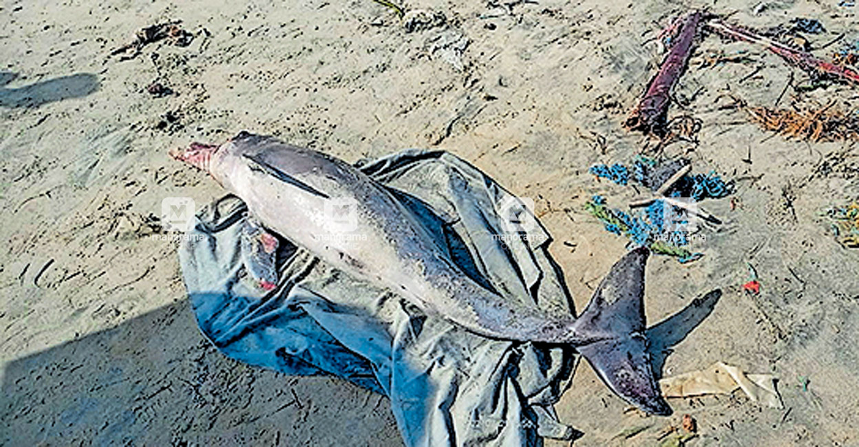 മാട്ടൂൽ സെൻട്രൽ കടപ്പുറത്ത് ചത്ത ഡോൾഫിൻ കരയ്ക്ക് അടിഞ്ഞു