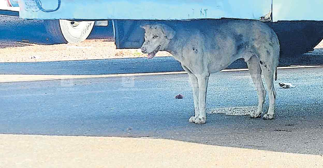 നായ്ക്കൾ വിലസുന്ന നാട്; ഇന്നലെ മാത്രം ജില്ലയിൽ കടിയേറ്റത് 15 പേർക്ക് ...