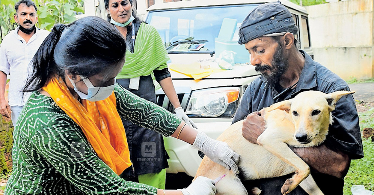 കണ്ണൂർ ജില്ലയിൽ ഇന്നലെ 49 പേർക്ക് നായ്ക്കളുടെ കടിയേറ്റു | Stray Dog ...