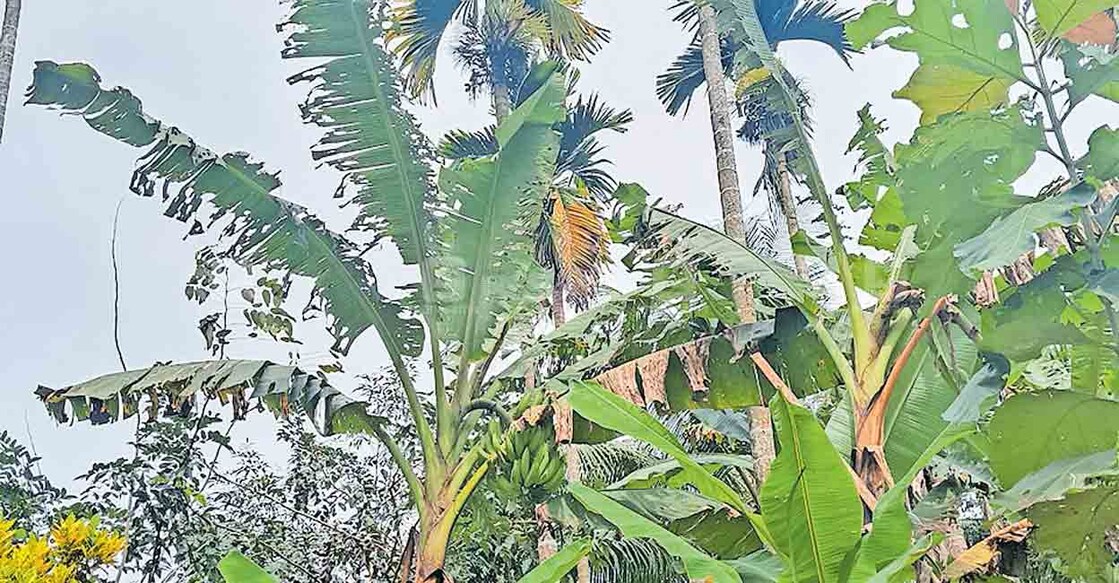 ഏത്തവാഴകളിൽ രോഗബാധയും പുഴുശല്യവും