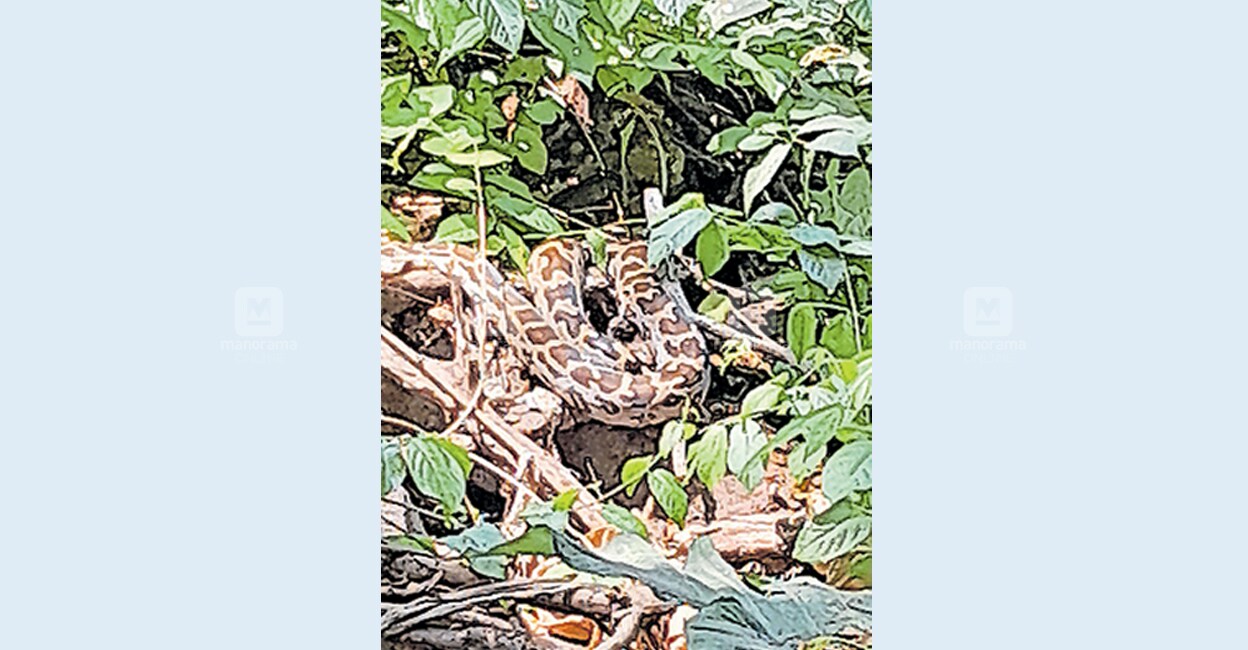 യാത്രക്കാരുടെ ശ്രദ്ധയ്ക്ക്, പാർക്കിങ് ഏരിയയ്ക്ക് സമീപം പെരുമ്പാമ്പുണ്ട്