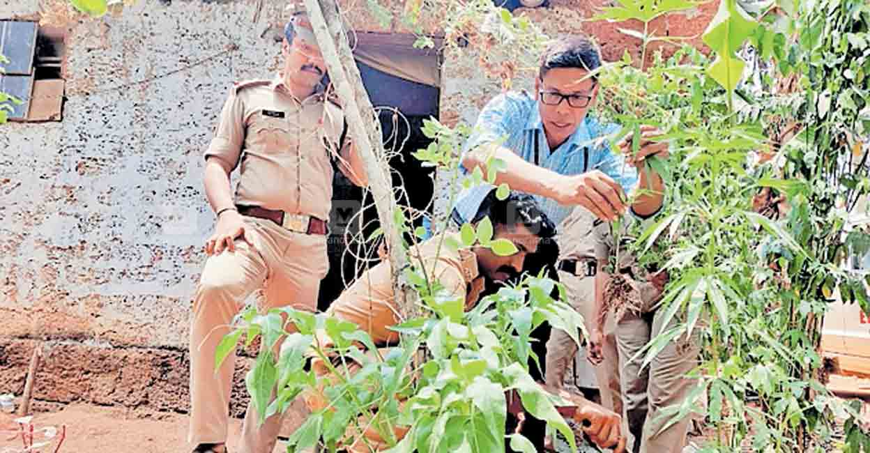 അടുക്കളത്തോട്ടത്തിൽ വളർത്തിയ കഞ്ചാവ് ചെടികൾ നശിപ്പിച്ചു