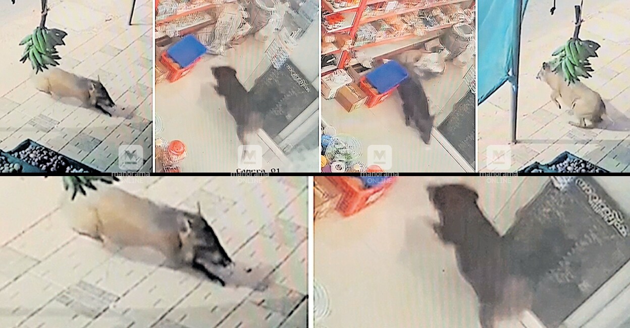 കടയിലേക്ക് പകൽ കാട്ടുപന്നി പാഞ്ഞു കയറി; സ്കൂട്ടർ യാത്രക്കാരനും ...