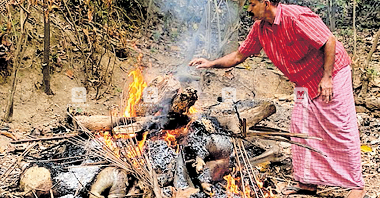 പായം നാട്ടേലിൽ പന്നികൾ കൂട്ടത്തോടെ ചത്തു; ആഫ്രിക്കൻ പന്നിപ്പനിയെന്ന് സംശയം