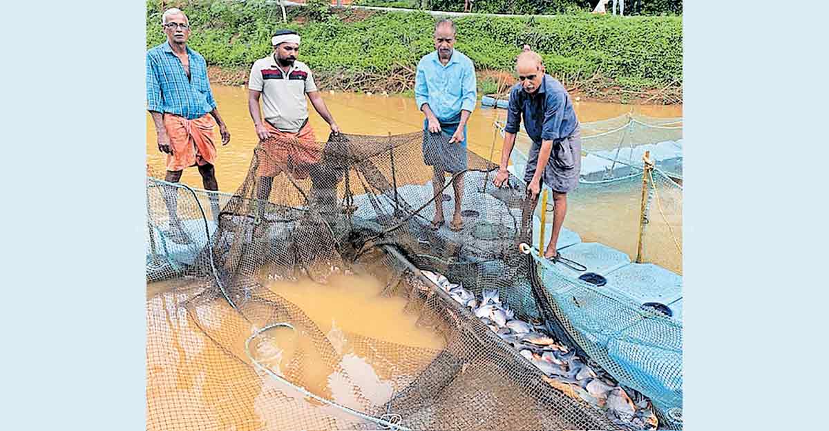 ചടച്ചിക്കുണ്ടം കുളത്തിൽ ചാകര; ആവേശത്തിൽ വിളവെടുപ്പ്