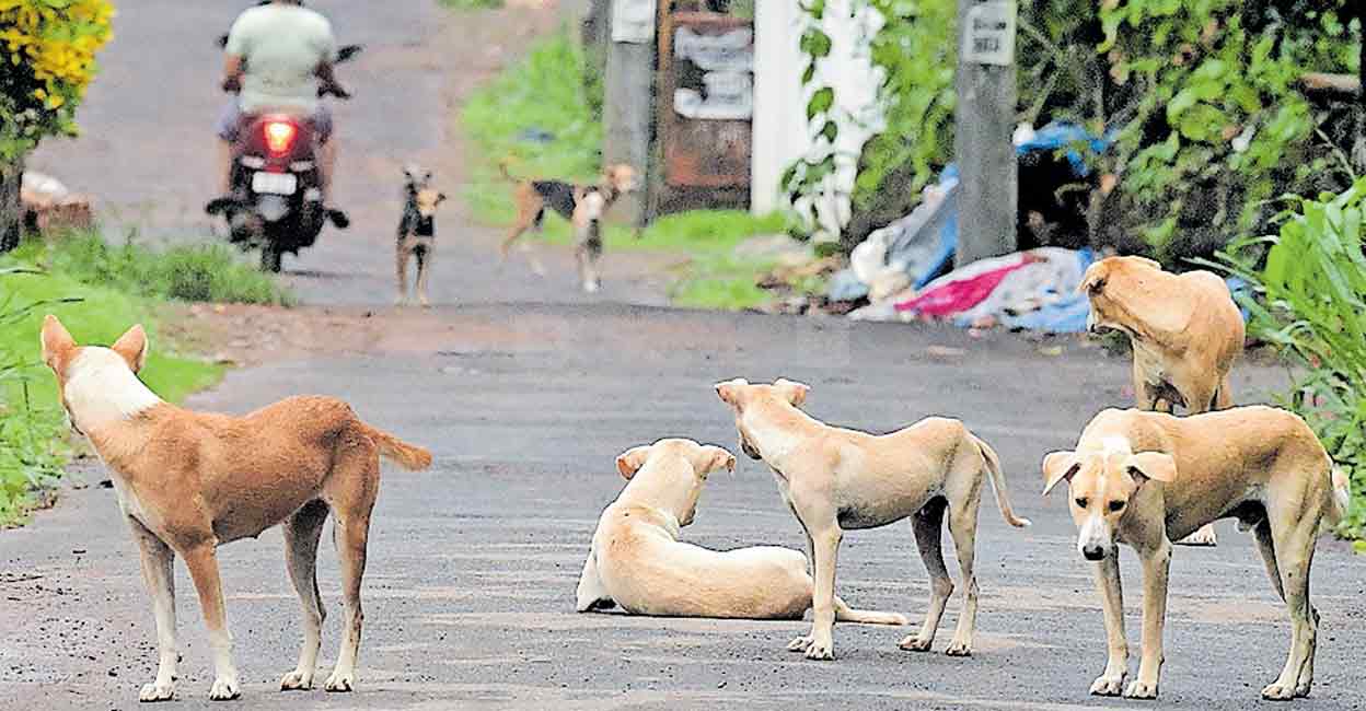 കേന്ദ്രം നടപടിയെടുക്കണം; കൊല്ലലല്ലാതെ മാർഗമില്ല: എം.വി.ജയരാജൻ | Stray ...