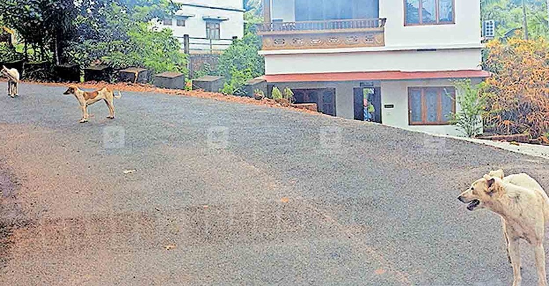 തെരുവുനായ്ക്കൾ ‍‍കുട്ടികൾക്ക് നേരെ ഓടിയടുത്തു; പരിഭ്രാന്തി