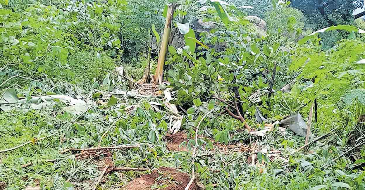 തമ്പടിച്ച് കാട്ടാനകൾ; കാലാങ്കിയിൽ ലക്ഷങ്ങളുടെ നഷ്ടം