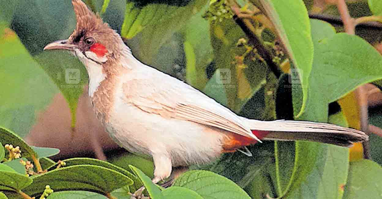 ലൂസിസം ബാധിച്ച് ഇരട്ടത്തലച്ചി പക്ഷി