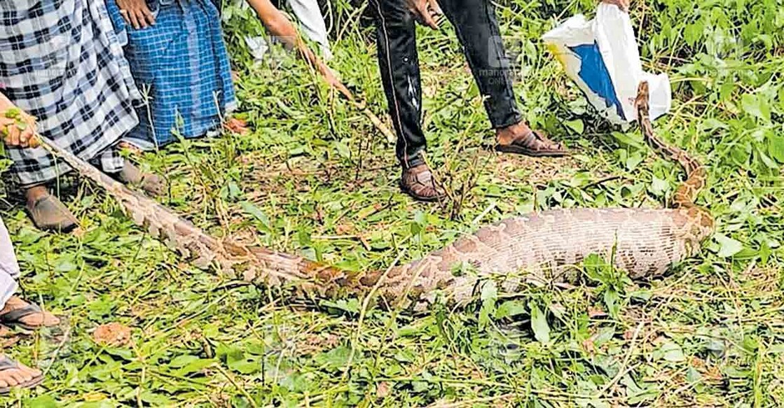 തട്ടുമ്മലിൽ പെരുമ്പാമ്പിനെ പിടികൂടി | Python capture | giant python ...