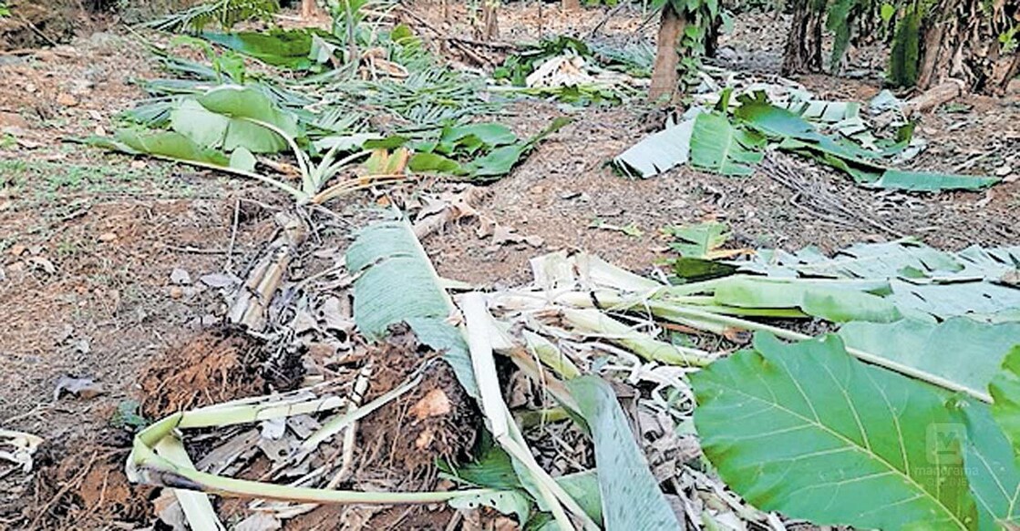 അയ്യൻകുന്ന്, മുടിക്കയം മേഖലയിൽ ഭീതിവിതച്ച് കാട്ടാനക്കൂട്ടം; വ്യാപക ...