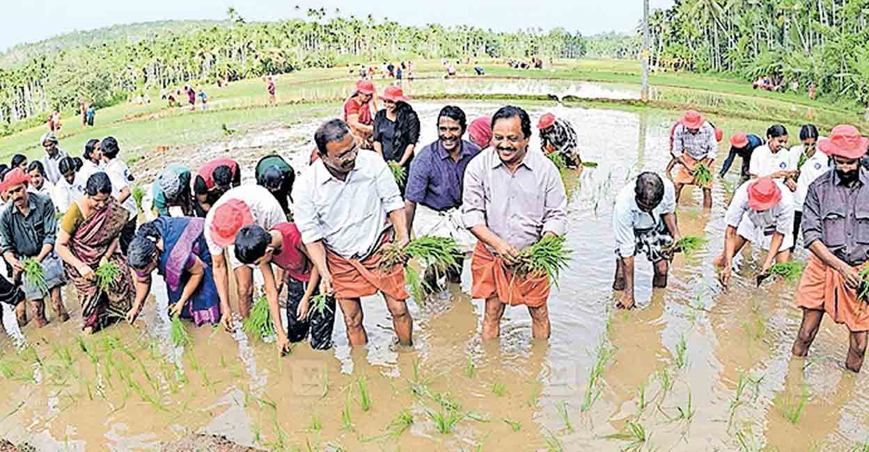 കാനായി വയലിൽ നാട്ടി ഉത്സവം; യുവതീ യുവാക്കളും സ്റ്റുഡന്റ്സ് പൊലീസും ...