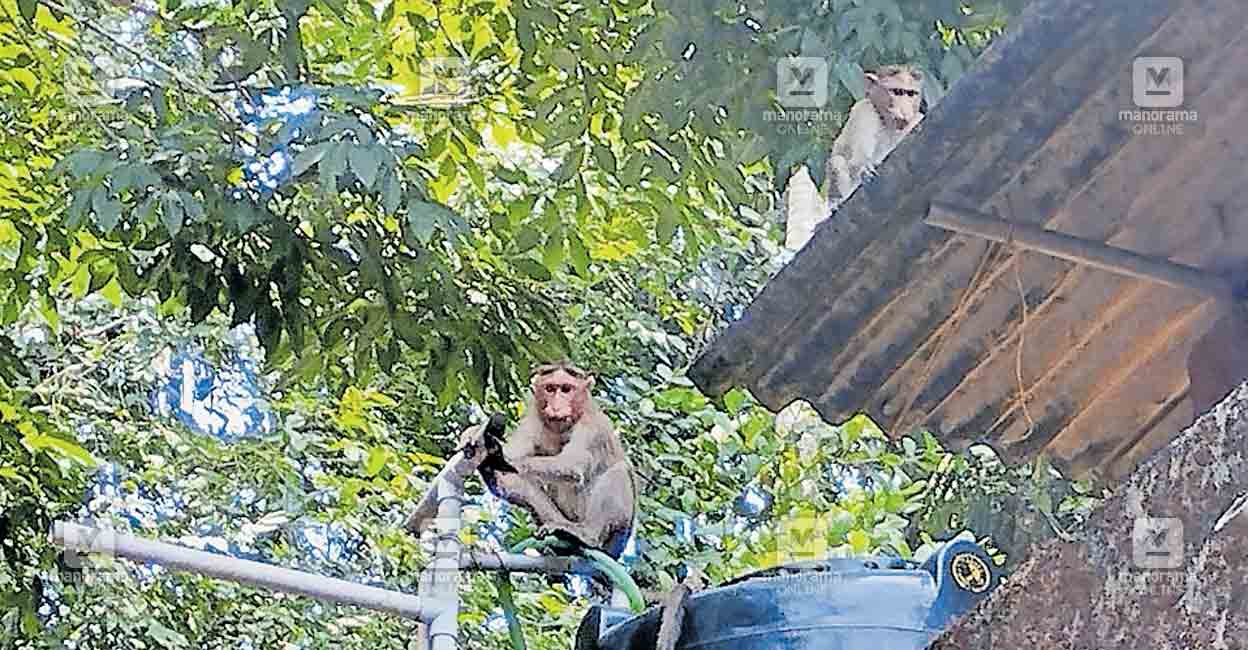 നടാൻ കർഷകർ; വിളവെടുക്കാൻ കുരങ്ങ്: മലപ്പട്ടത്ത് കുരങ്ങുശല്യം രൂക്ഷം | Kannur district news ...